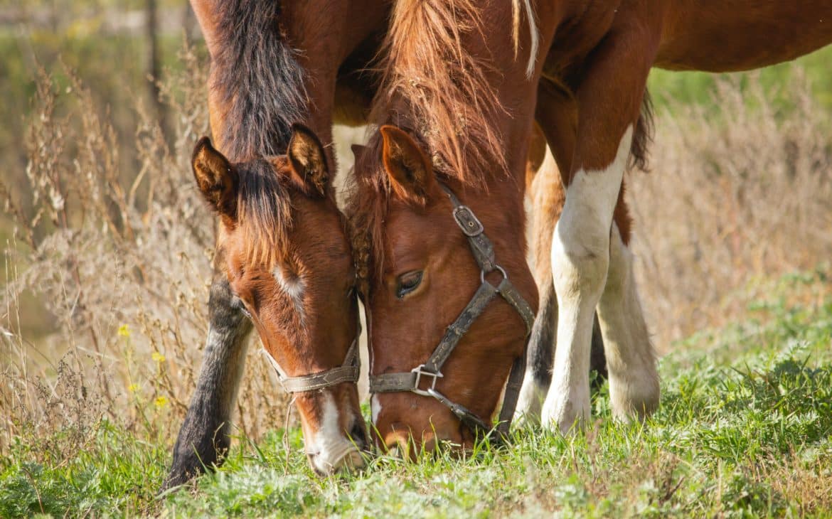 ?Pferdefütterung - Welche Futtermittel gibt es beim Pferd? - Reitguru.de